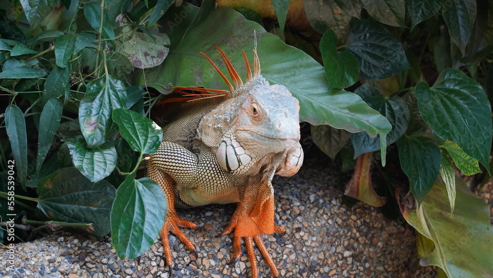 Iguana in nature habitat (Latin - Iguana iguana). Close-up image of ...