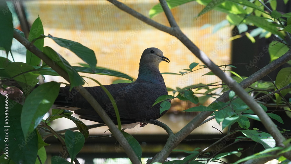 The laughing dove (Spilopelia senegalensis) is a small pigeon that is a ...
