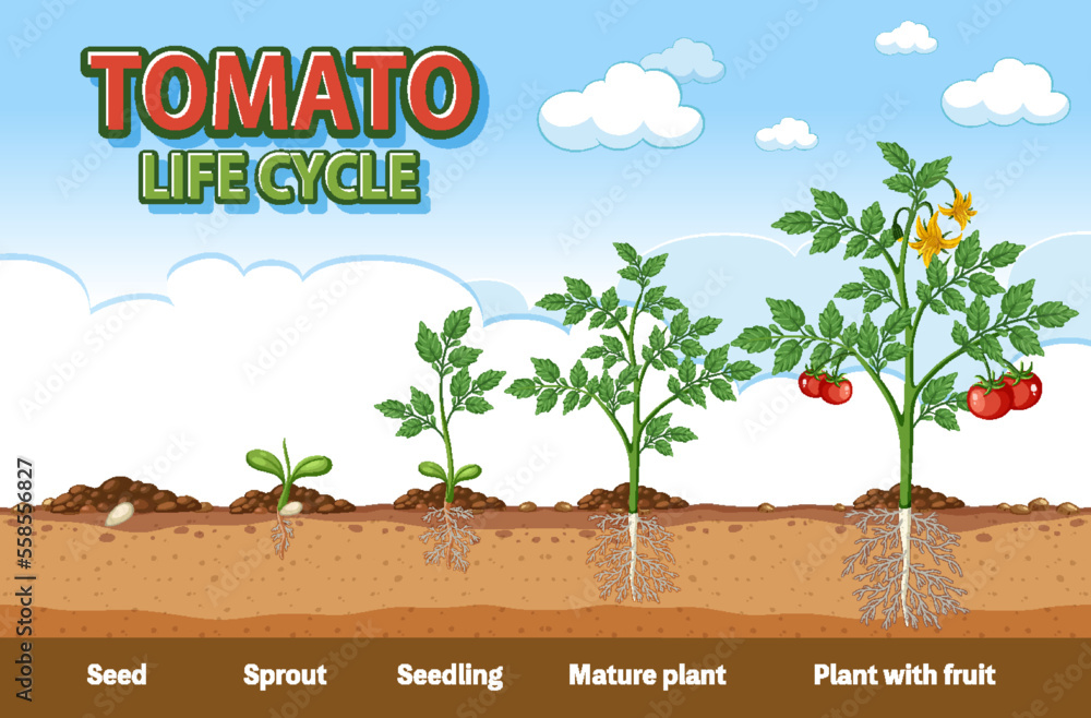 Life cycle of tomato plant diagram Stock Vector | Adobe Stock