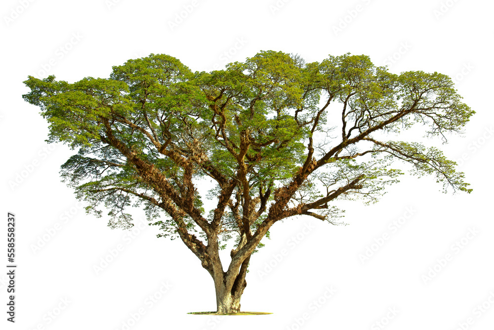 Trees isolated on white background, tropical trees isolated used for ...
