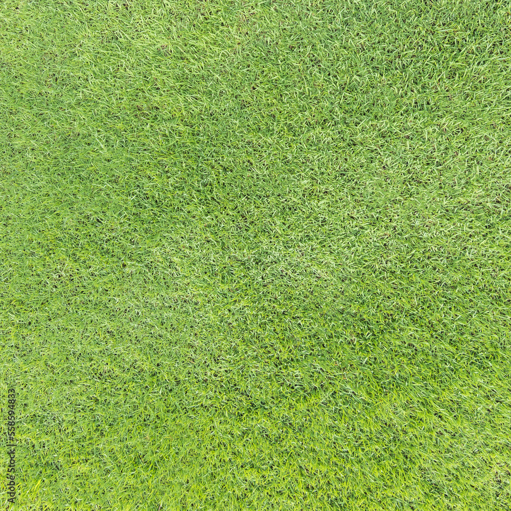 Green grass lawn texture background from top view for golf course turf ...