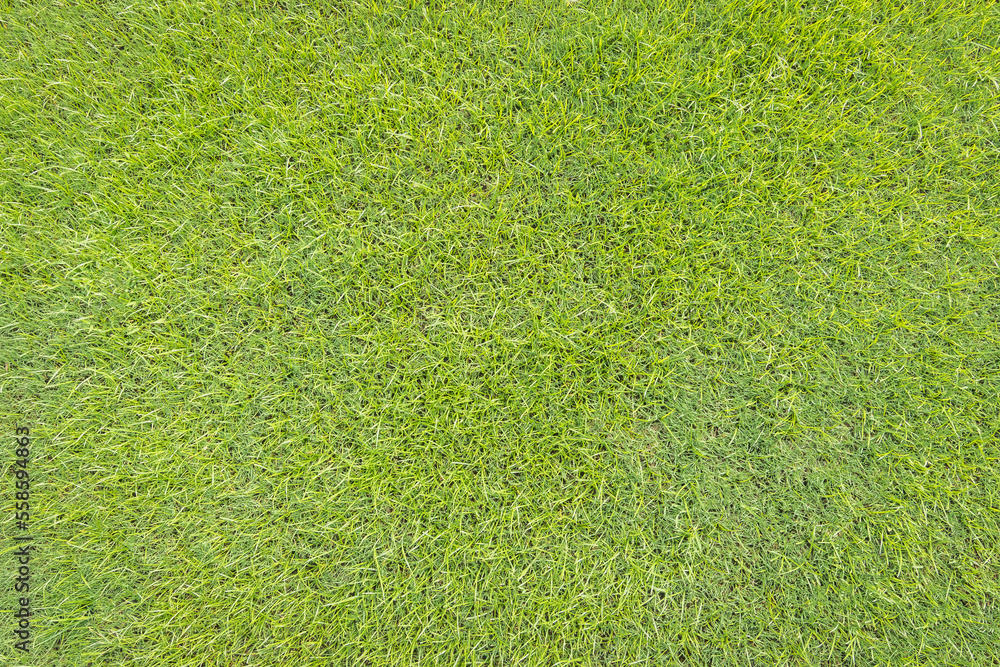 Green grass lawn texture background from top view for golf course turf ...