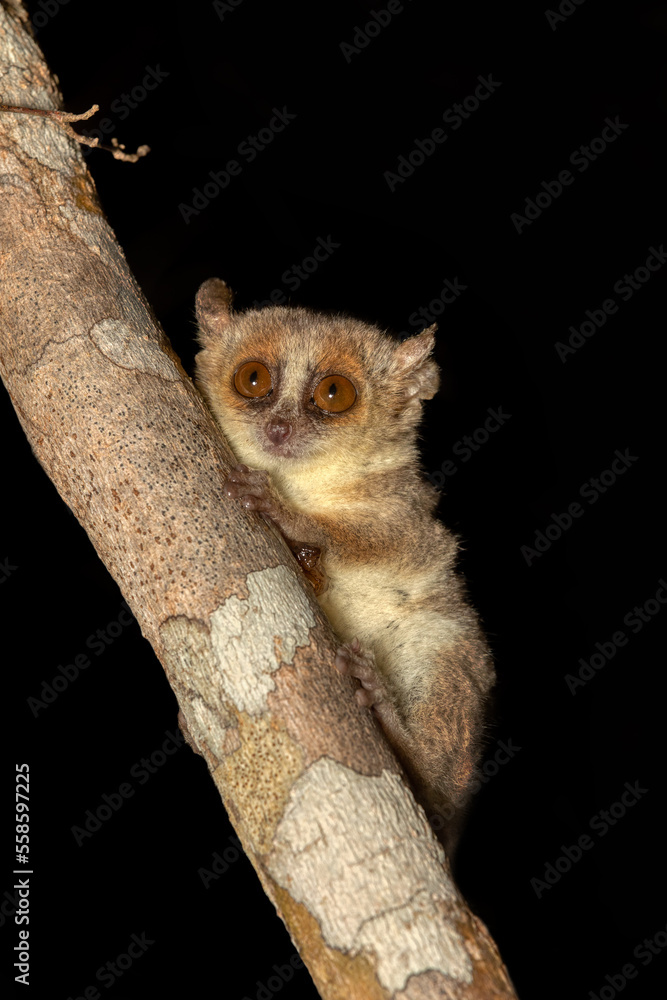 Stockfoto Cute small nocturnal Madame Berthe's mouse lemur (Microcebus ...
