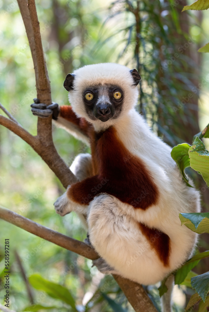 Beautiful Coquerel's sifaka lemur, (Propithecus coquereli). Endangered ...