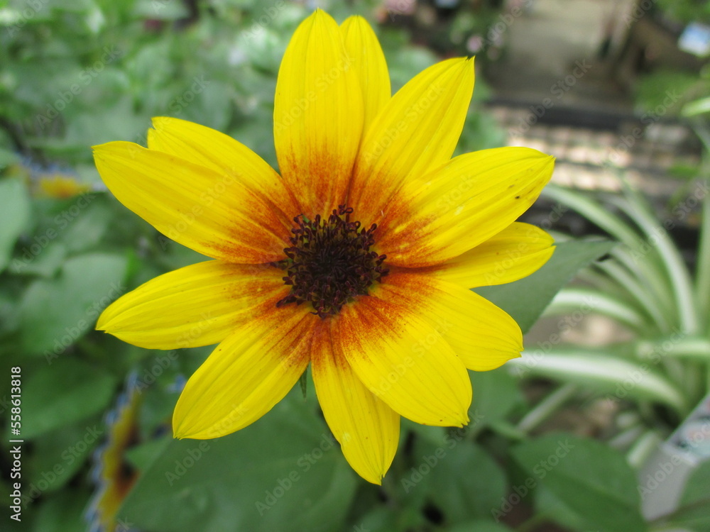 初夏の花壇に美しく咲き誇る、可愛らしいヒマワリの花 Stock Photo | Adobe Stock