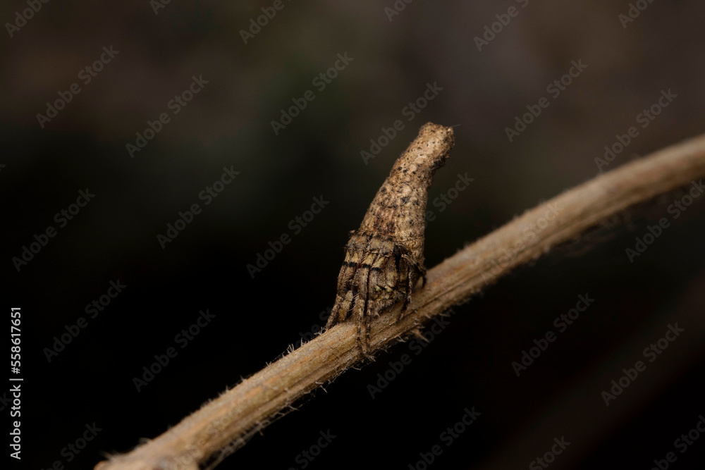 Columnar orb weaver, Poltys columnaris, Satara, maharashtra, India ...