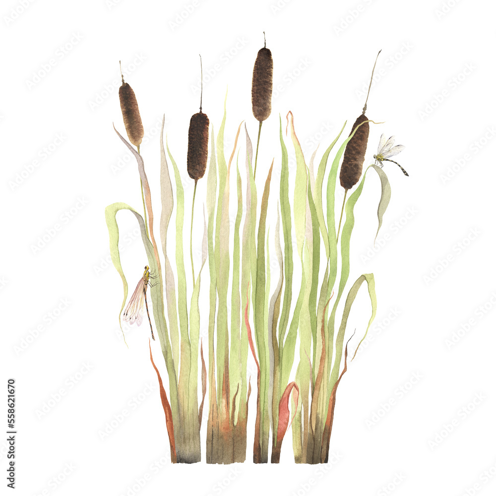 Watercolor illustration cattails and dragonflies, hand painting ...