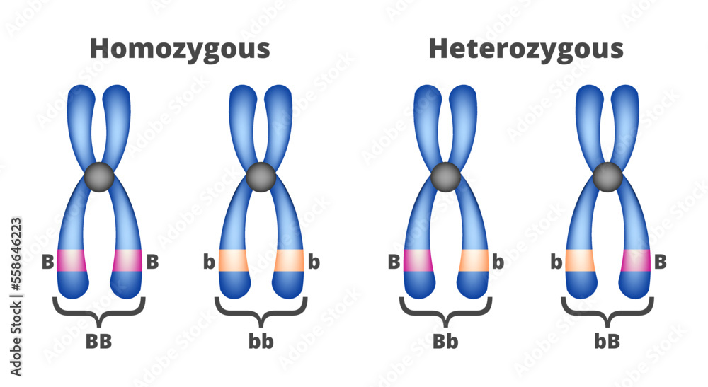 Vector Illustration Of Homozygous And Heterozygous Chromosomes Isolated