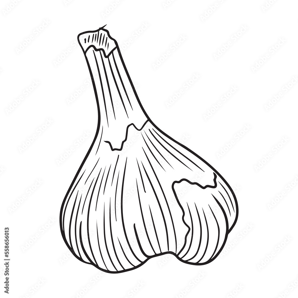 Realistic garlic illustration in black isolated on white background ...