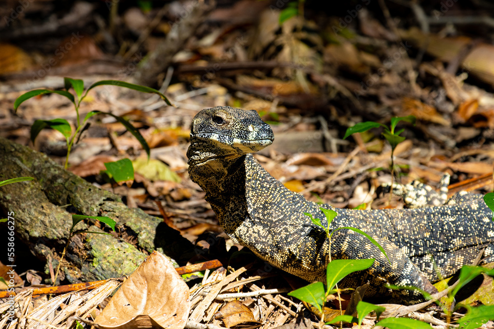 Lace monitor (monitor lizard, goanna) basking in the sun met in the ...