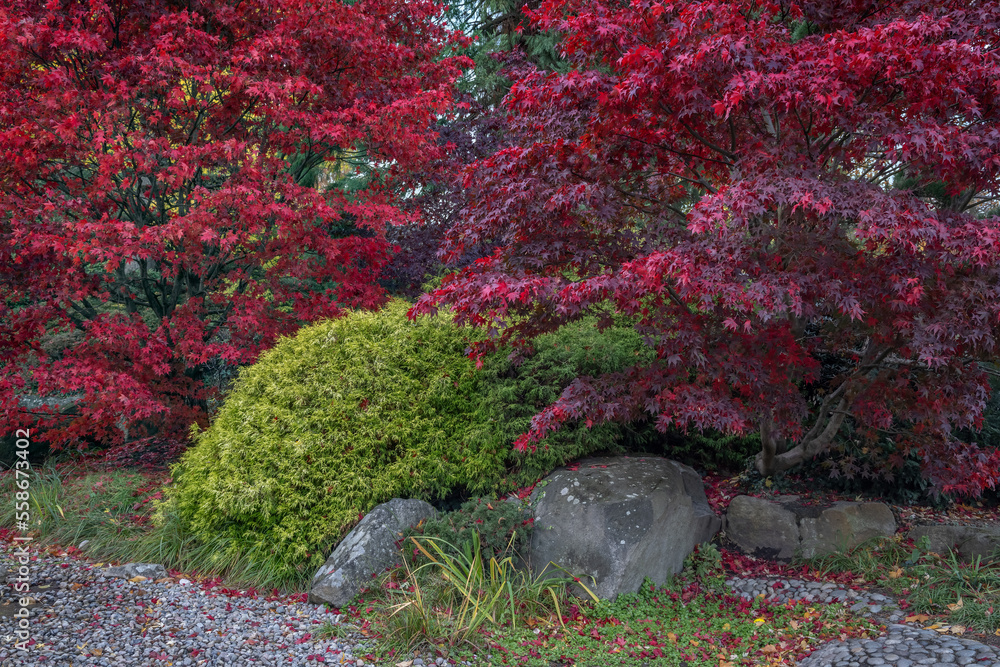 The juniper bush, the maples and the stones in Japanese garden in ...