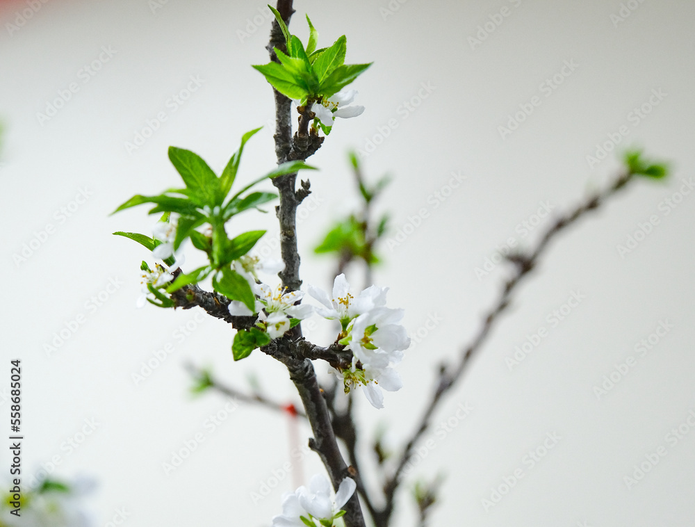 plum flower Prunus mume is a Chinese tree species classified in the ...