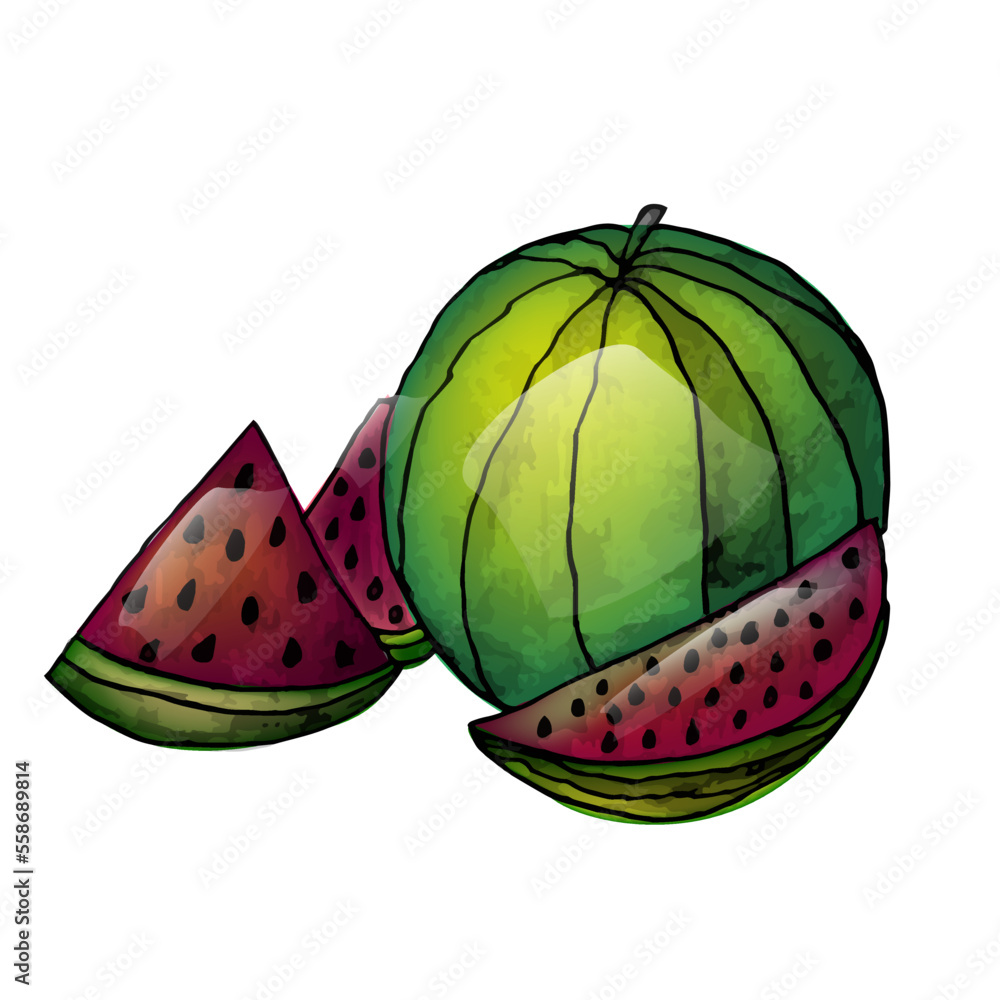 Watermelon, realistic watercolor vector illustration. Bright drawing ...