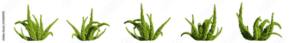 Set of foxtail ferns, transparent background, for digital composition ...