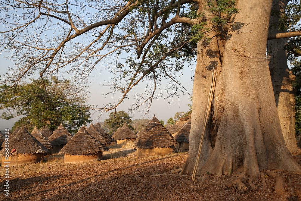 Big baobab tree and Bedik village in Kedougou, Senegal, Africa ...