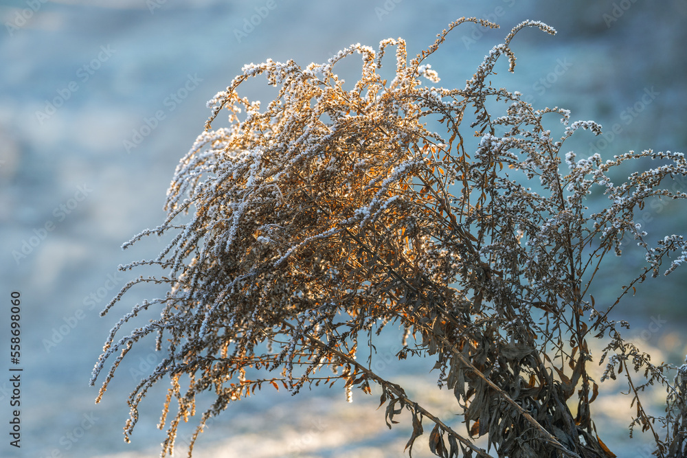 Solidago canadensis, known as Canada goldenrod or Canadian goldenrod in ...
