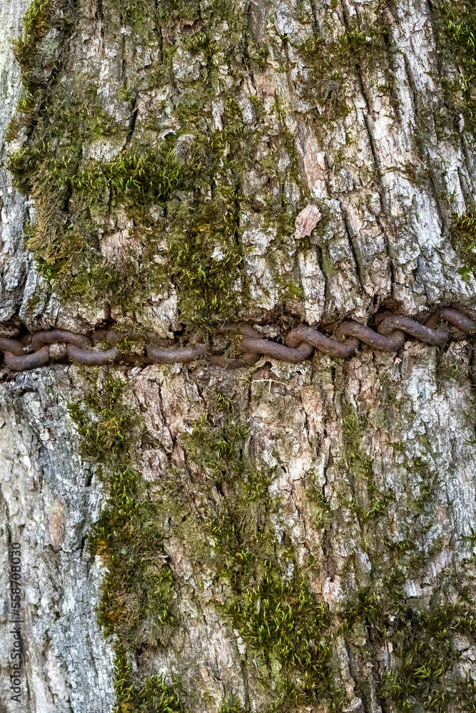 tree trunk in the forest with a chain in their mossi bark Stock Photo ...