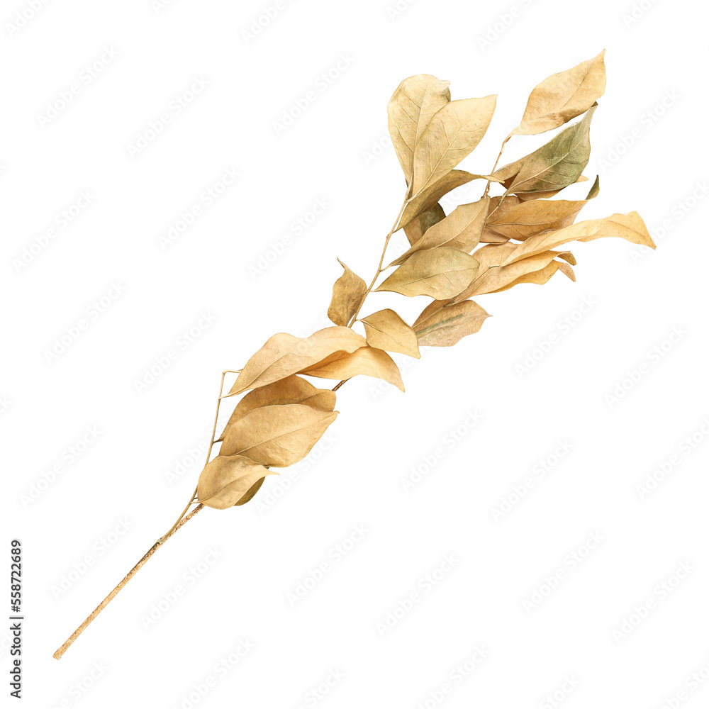 Beautiful dry murraya leaves isolated on transparent background Stock ...