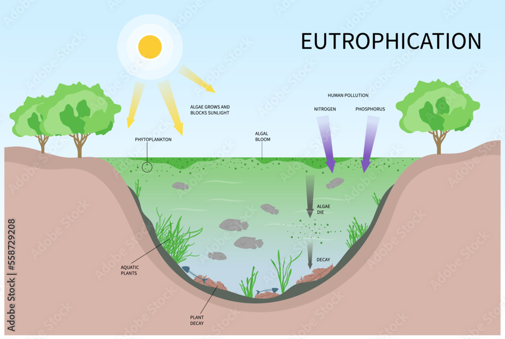Algae productivity life salt system excess waste plant oxygen depletion ...