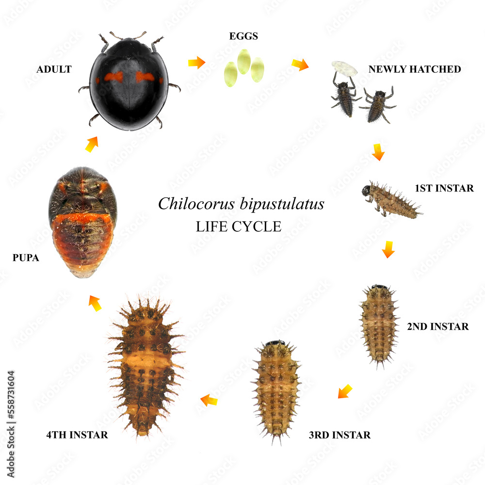 Heather ladybird (ladybug), Chilocorus bipustulatus (Coleoptera ...