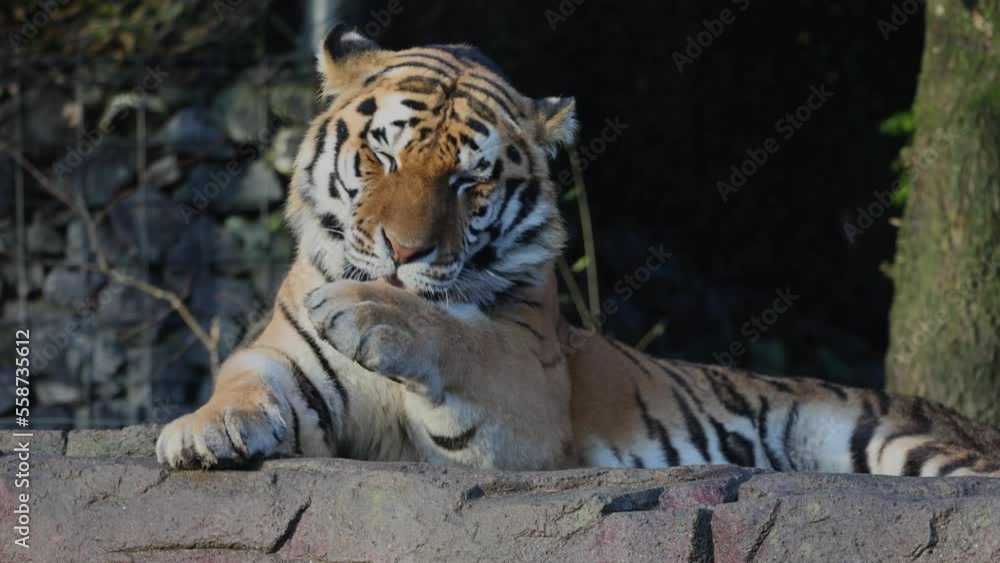 There are nine different subspecies of the tiger. The Amur tiger ...
