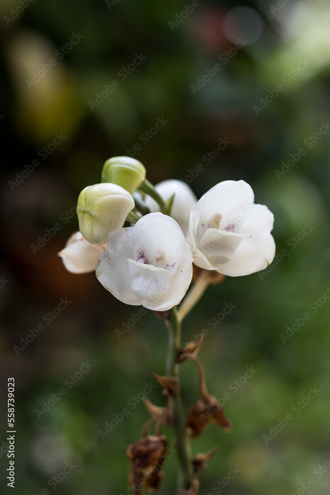 Dove orchid, the national flower of Panama Stock Photo | Adobe Stock