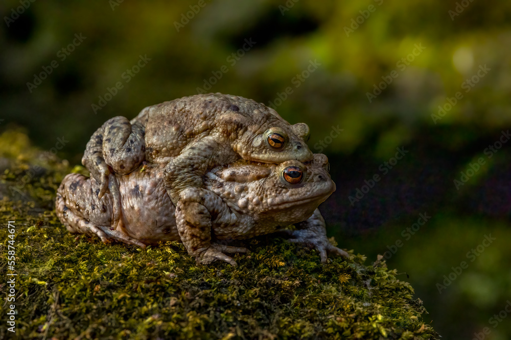 Female carrying a male toad during toad migration at a sunny day in ...