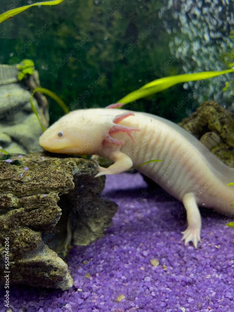 Axolotl Mexican underwater walking fish salamander in aquarium Stock ...