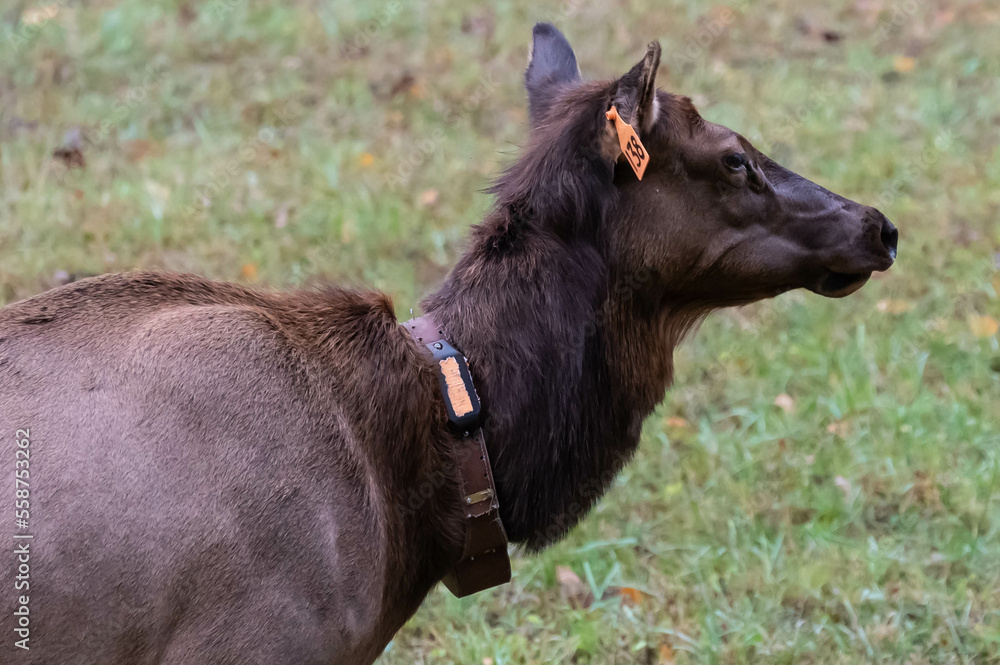 Identification Tags and Monitoring Transmitters Worn by an Elk in the ...