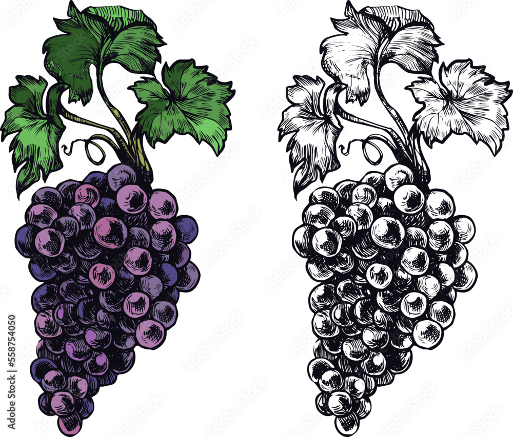 Grapevine branch, wineberry vintage black and white and color drawing ...