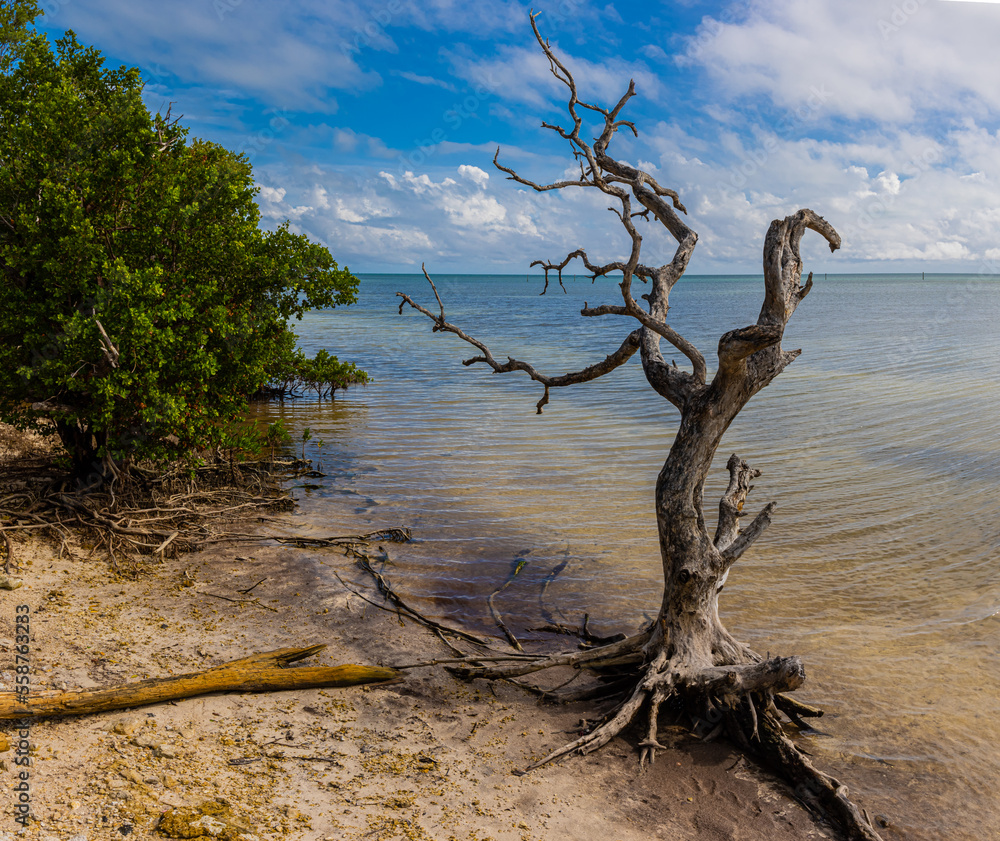 Dead Tree and Mangrove Forest at Anne's Beach, Islamorada, Florida, USA ...
