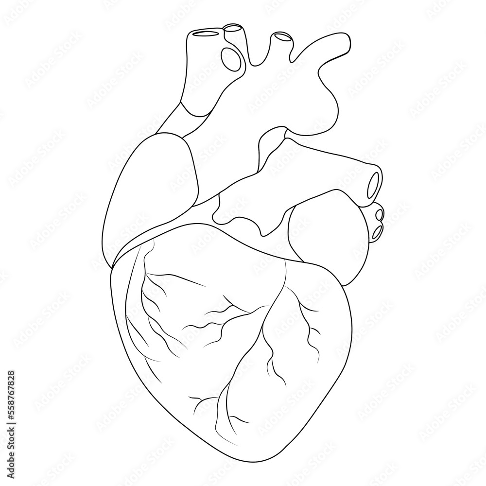 Human heart. Anatomy. Organs symbol. Vector illustration. Stock Vector ...