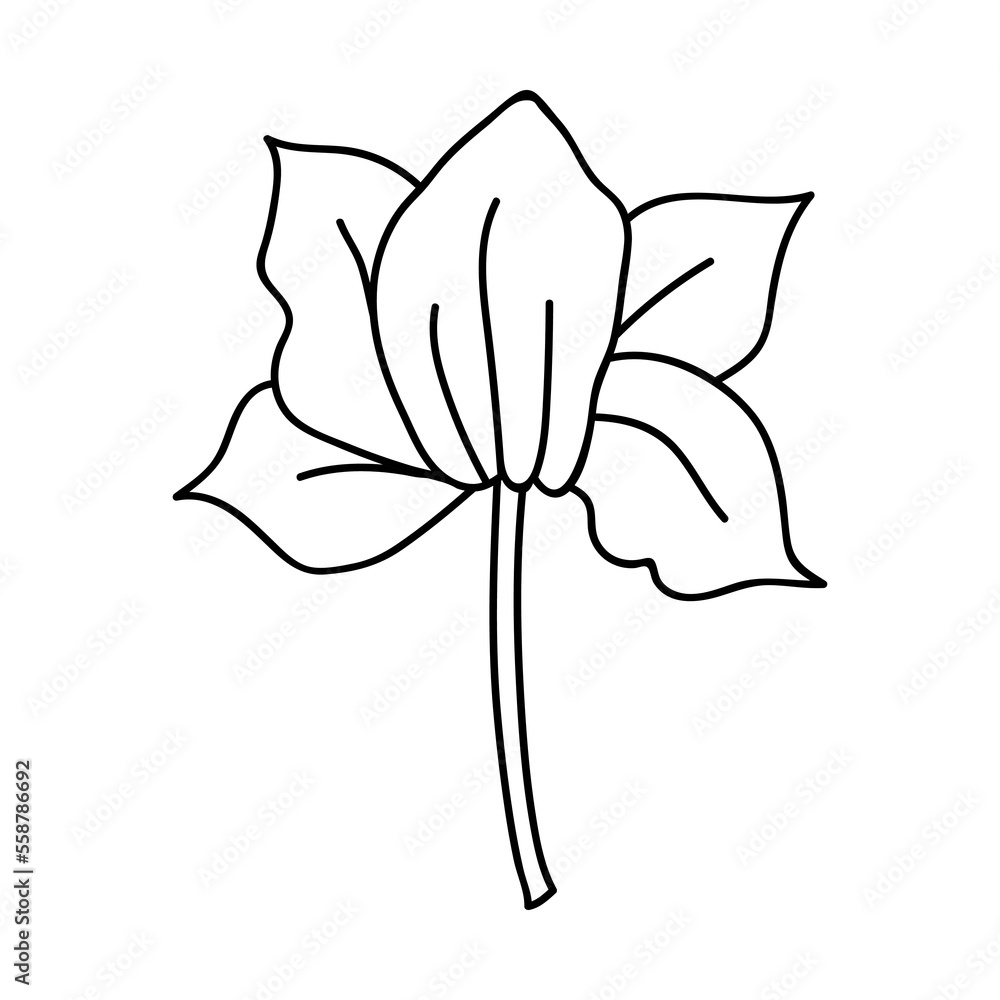 Single hand drawn flower head. Doodles vector illustration. Isolated on ...