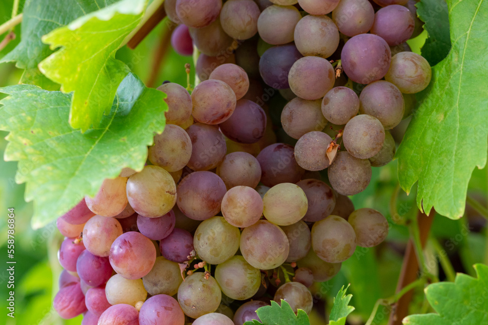 A single cluster of vibrant lush green and purple color organic ...