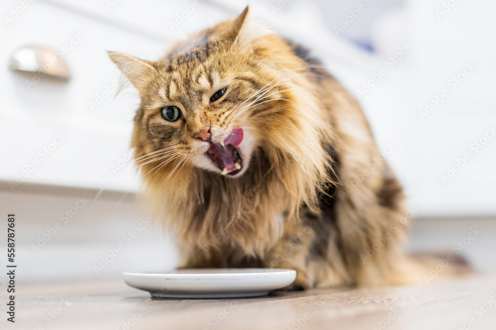 Funny longhair brown tabby cat eating food at home showing his tongue ...