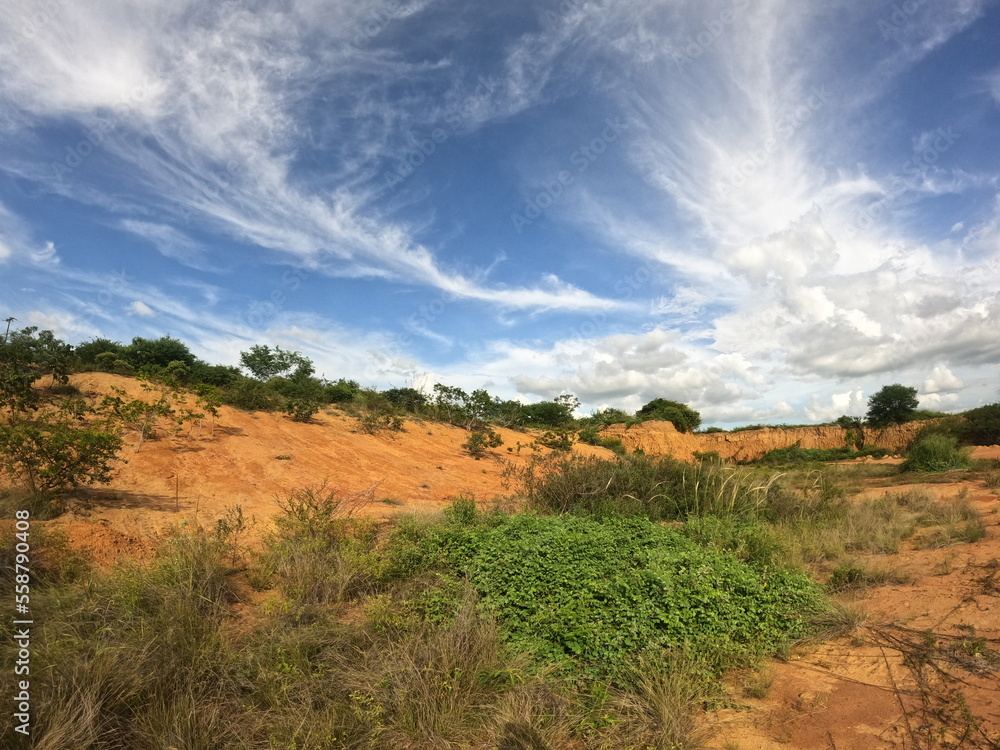 Vegetation of the caatinga biome (Brazilian savannas) on a summer ...