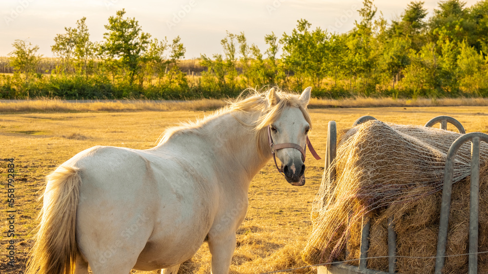 Breeding and raising horses.Animal husbandry.Horse portrait in the sun ...