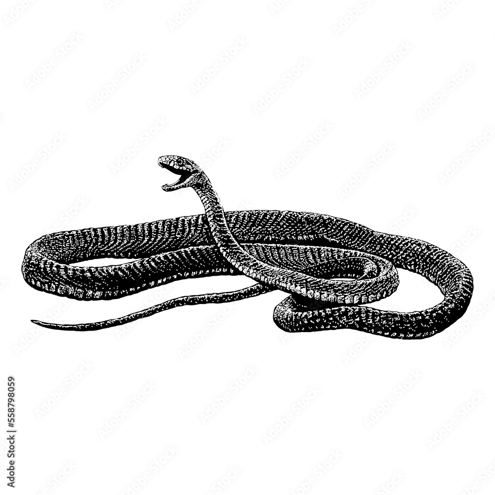 Western Green Mamba hand drawing. Vector illustration isolated on ...