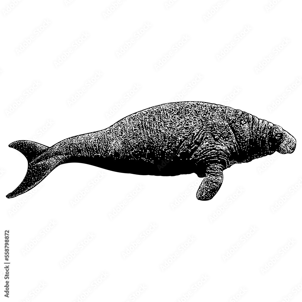 Manatee hand drawing. Vector illustration isolated on background. Stock ...