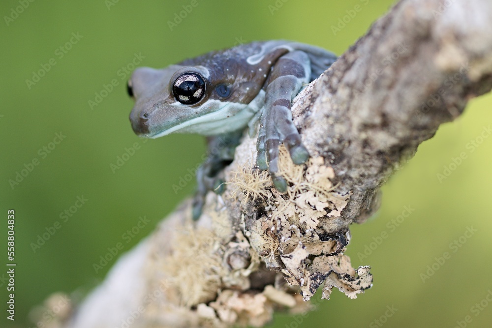 Trachycephalus resinifictrix, Mission golden-eyed tree frog, Rosnička ...