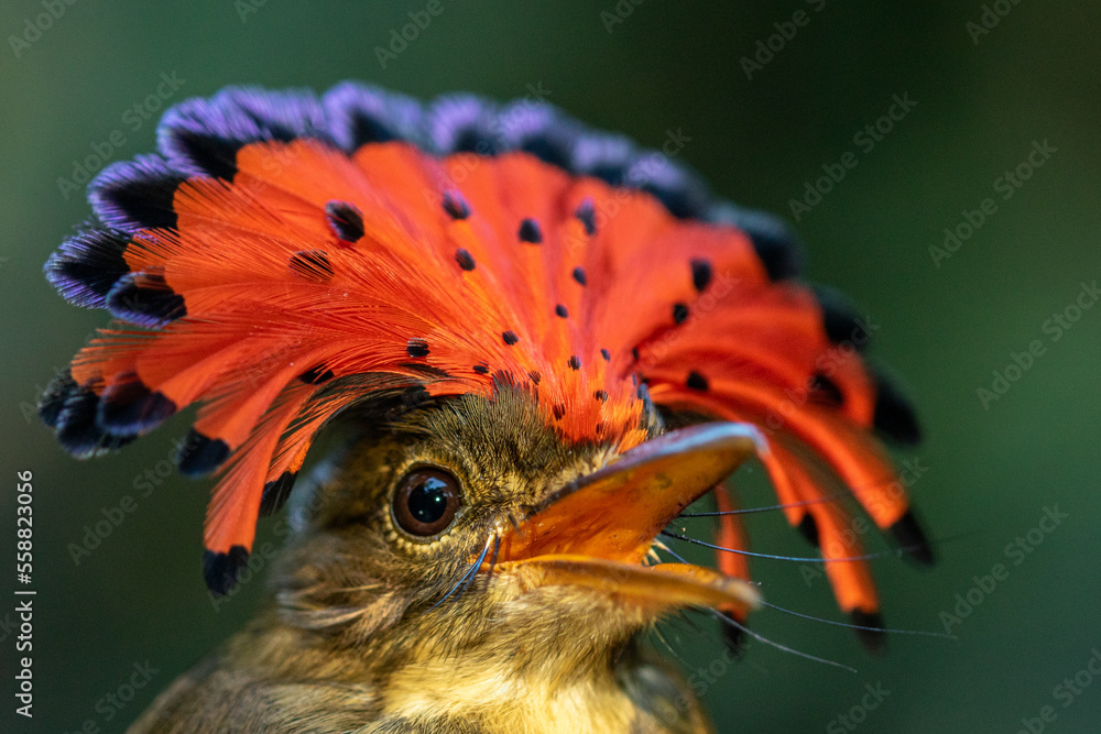 Amazonian Royal Flycatcher Adaptations