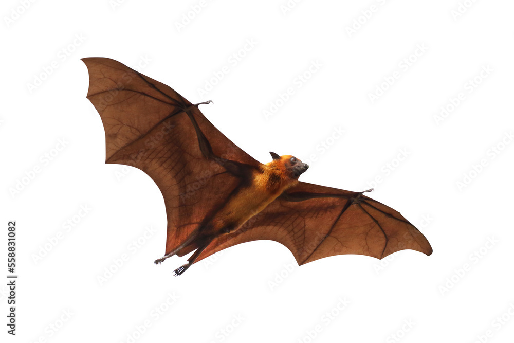 Bat flying isolated on transparent background. "Lyle's flying fox ...