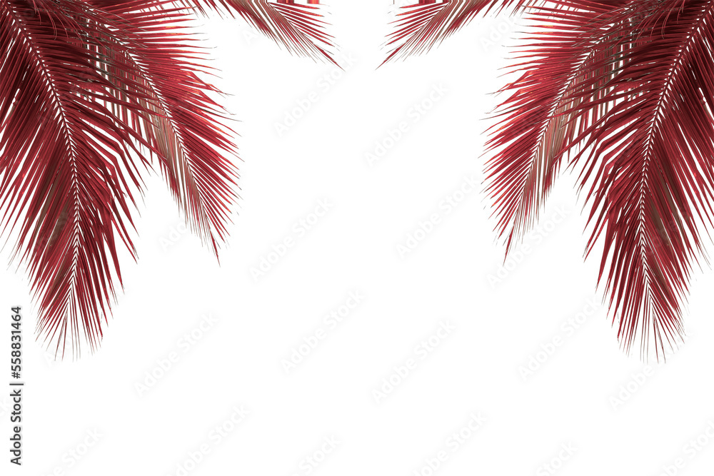 Red Palm tree isolated on white background Stock Photo | Adobe Stock