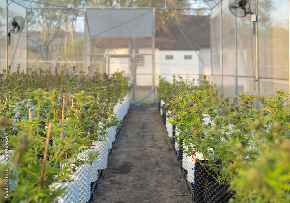 Outdoor marijuana field, hemp or cannabis plant flower leaves farm lab ...