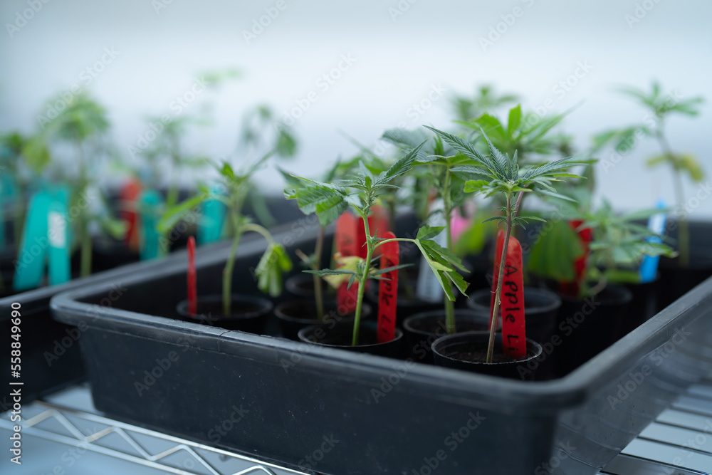 Outdoor marijuana field, hemp or cannabis plant flower leaves farm lab ...