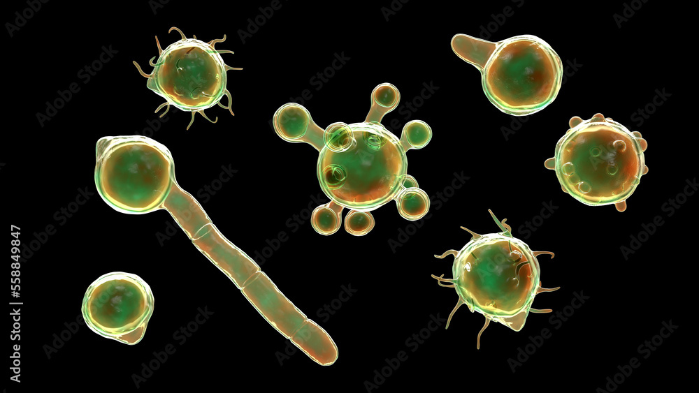 Conidiobolus coronatus microscopic fungi, 3D illustration. Tropical ...