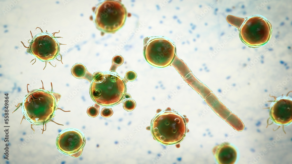 Conidiobolus coronatus microscopic fungi, 3D illustration. Tropical ...