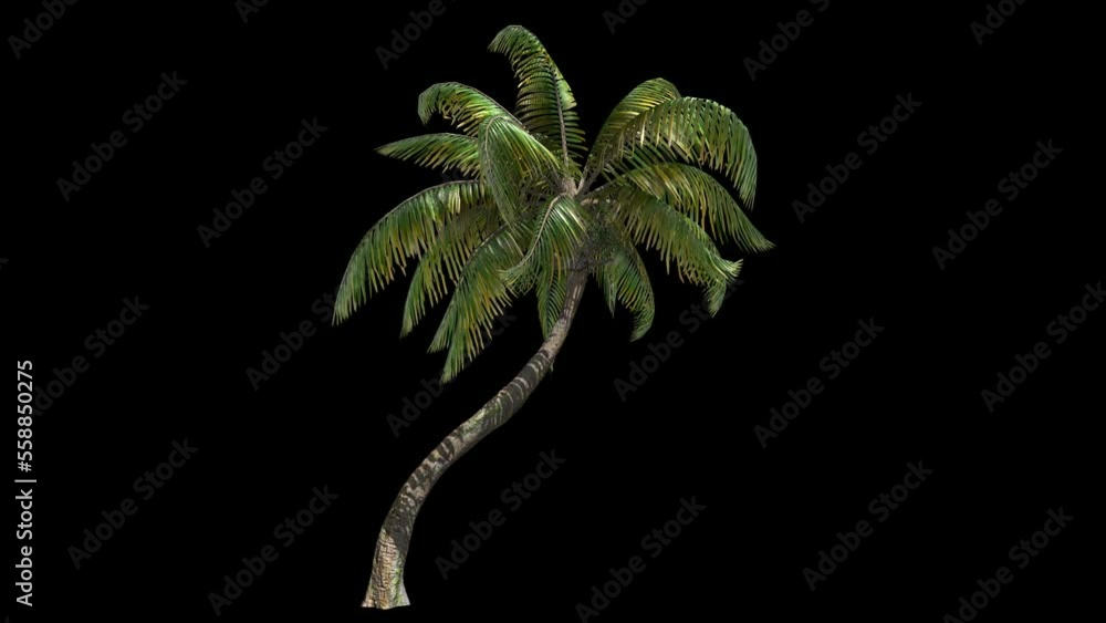 Tropical palm tree with alpha channel Stock Video | Adobe Stock
