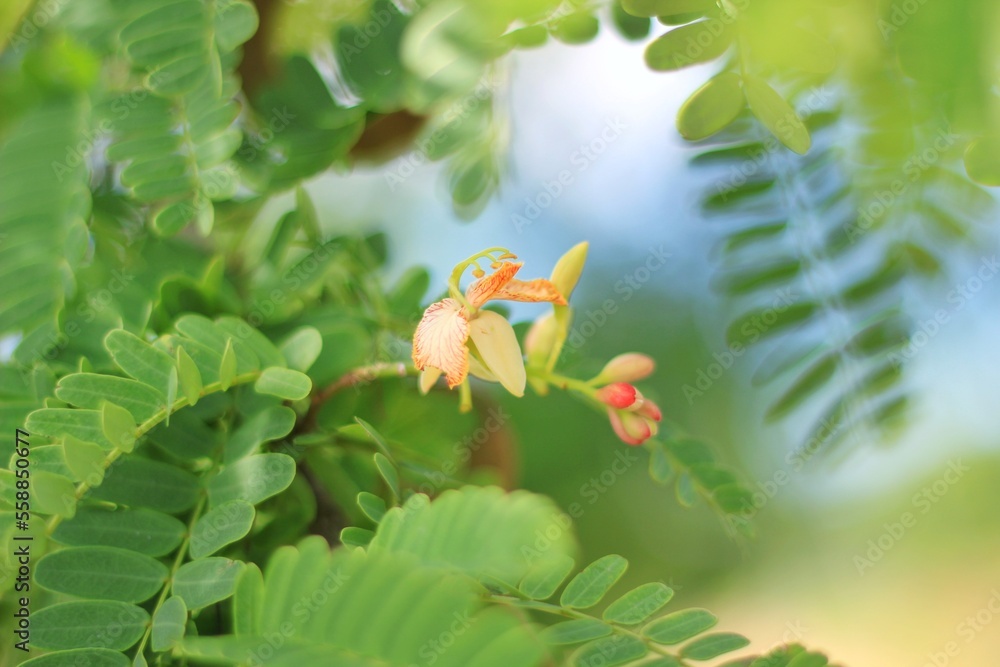 Petals and pollen of flowers from a native tamarind tree in Thailand ...