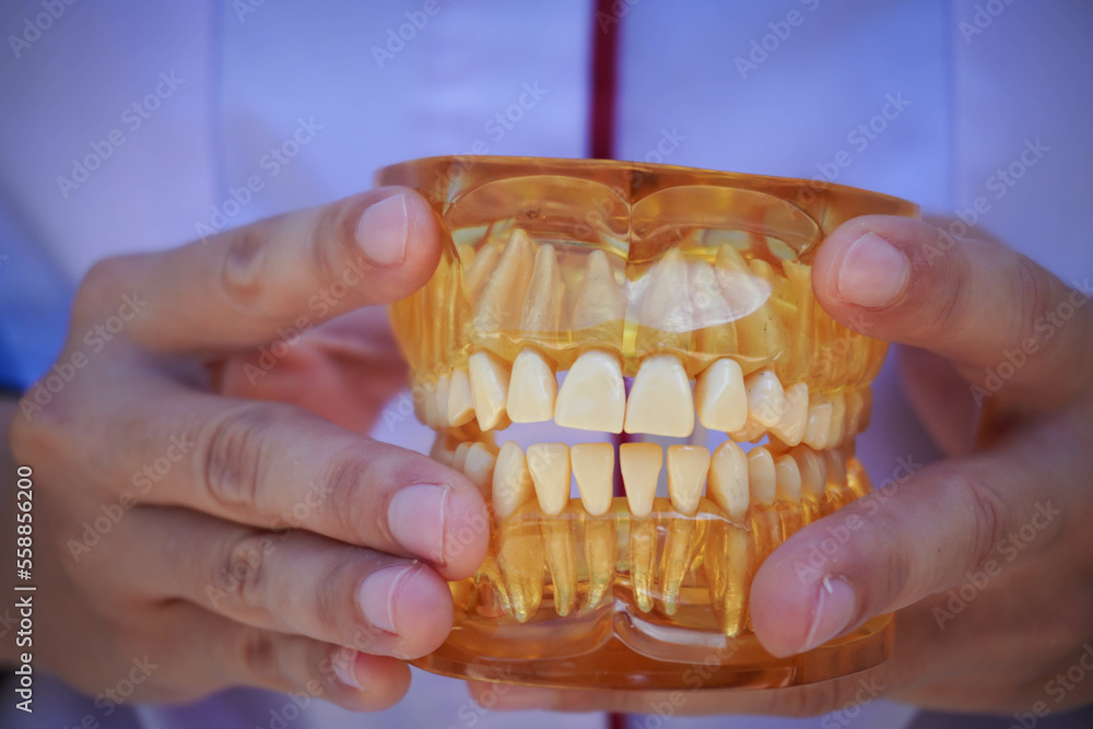 The doctor’s hands hold an artificial model of the jaw with breaks. The ...